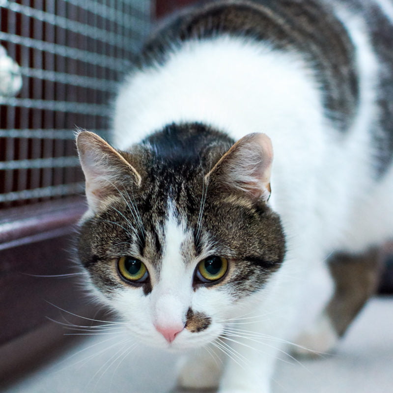 Cats Needing Homes | Lothian Cat Rescue