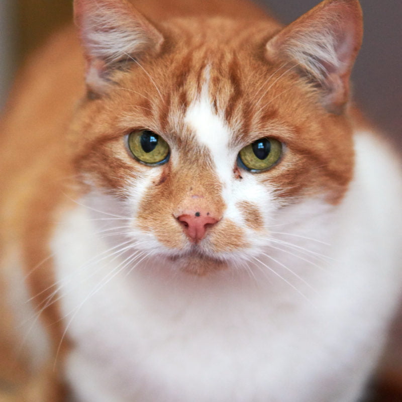 Cats Needing Homes | Lothian Cat Rescue