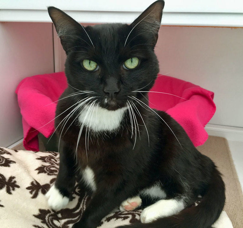 Cats Needing Homes | Lothian Cat Rescue