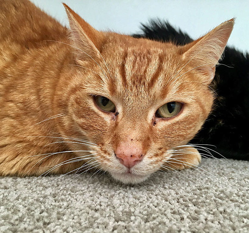 Cats Needing Homes | Lothian Cat Rescue