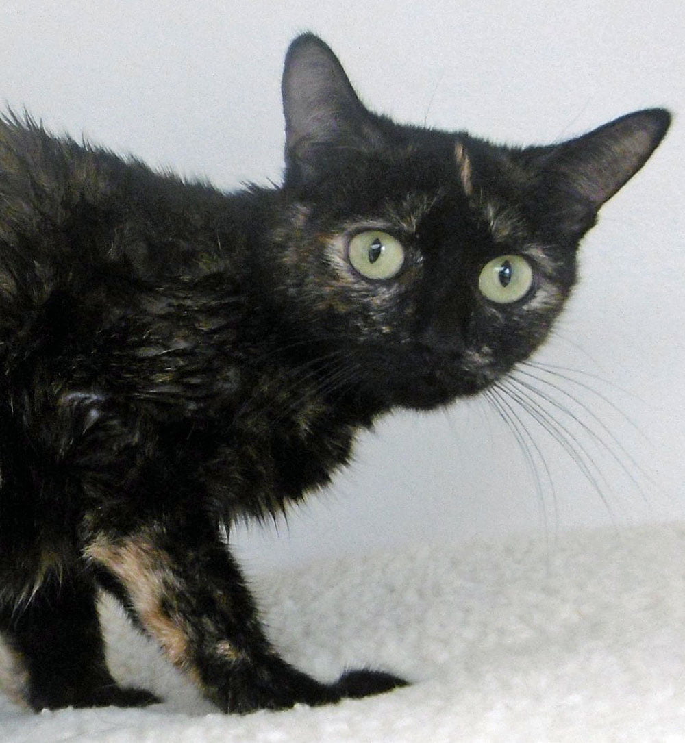 Julie | Lothian Cat Rescue