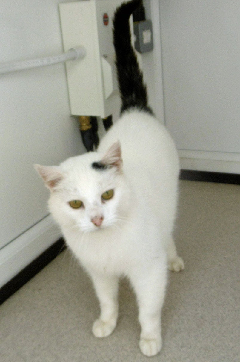 Tom | Lothian Cat Rescue Tom | Lothian Cat Rescue