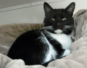 Kev | Lothian Cat Rescue