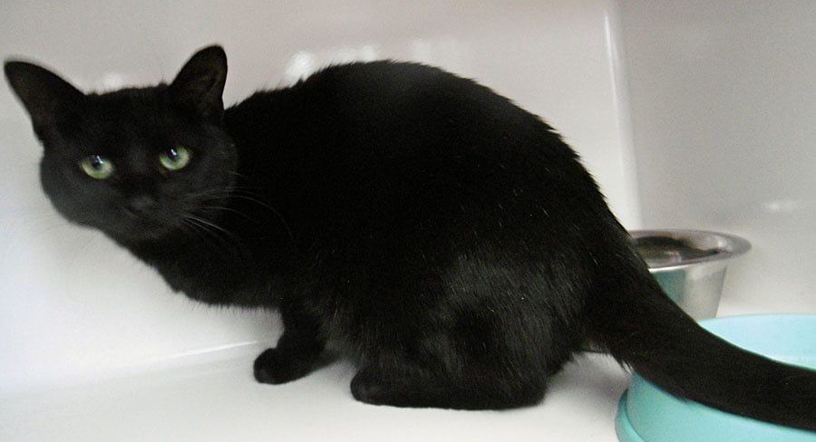 Alba | Lothian Cat Rescue