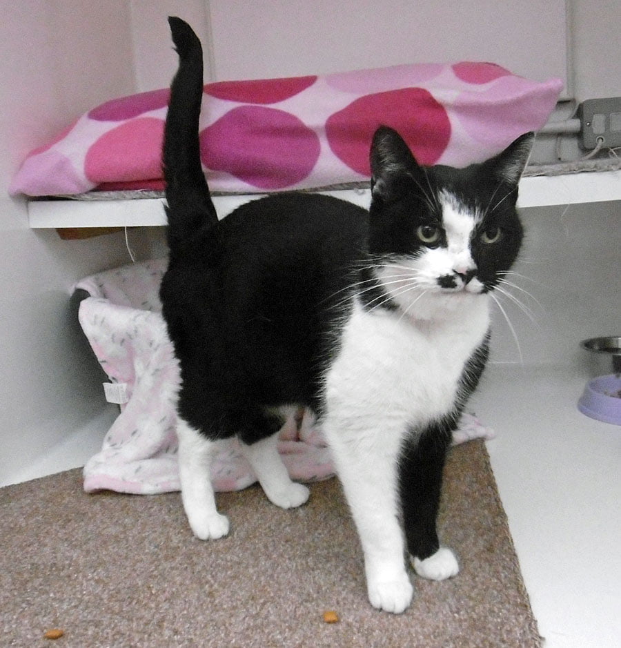 Sky | Lothian Cat Rescue Sky | Lothian Cat Rescue