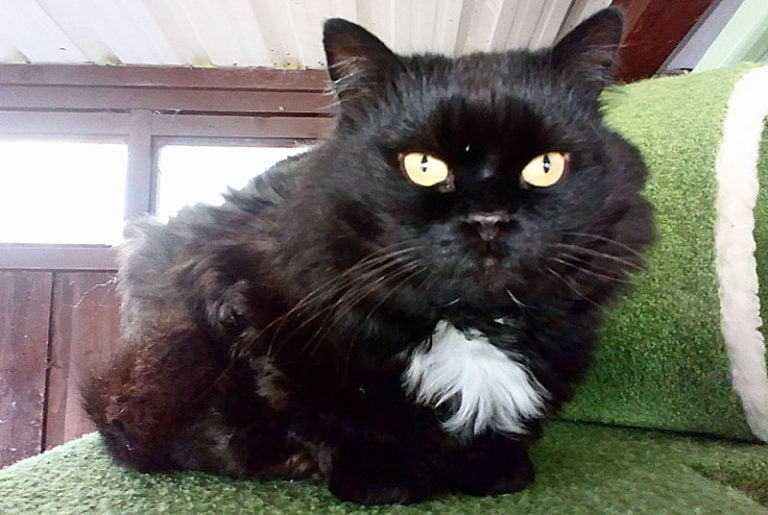 Cats Needing Homes | Lothian Cat Rescue