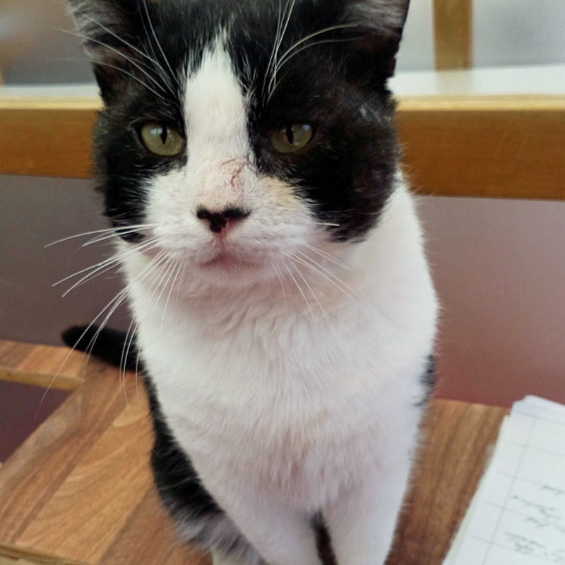 Cats Needing Homes | Lothian Cat Rescue