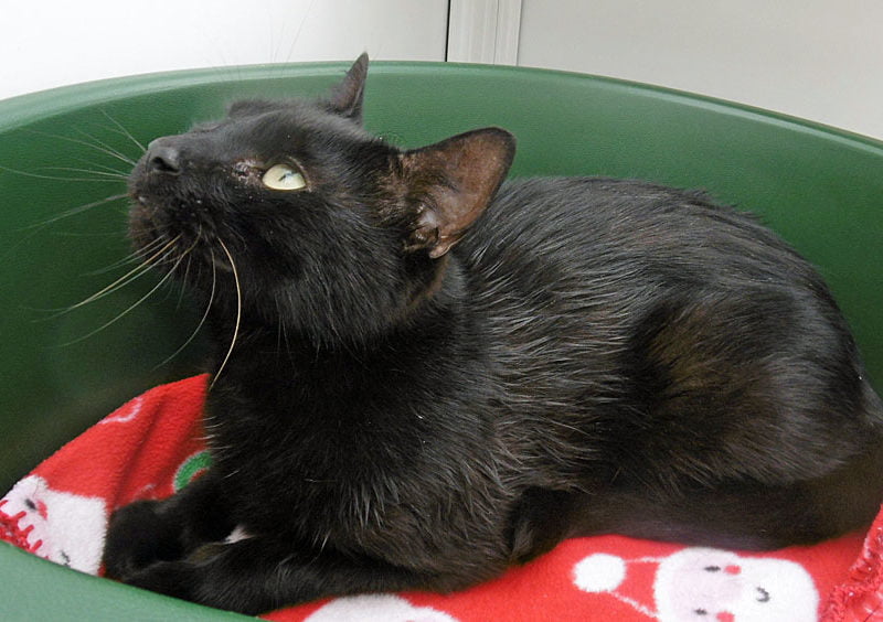 Cats Needing Homes | Lothian Cat Rescue