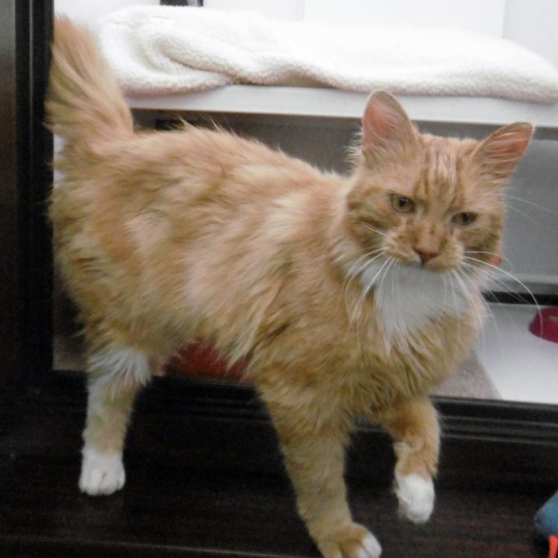 Cats Needing Homes | Lothian Cat Rescue