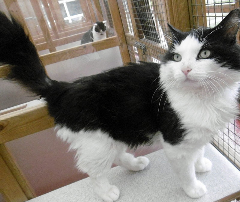 Cats Needing Homes | Lothian Cat Rescue