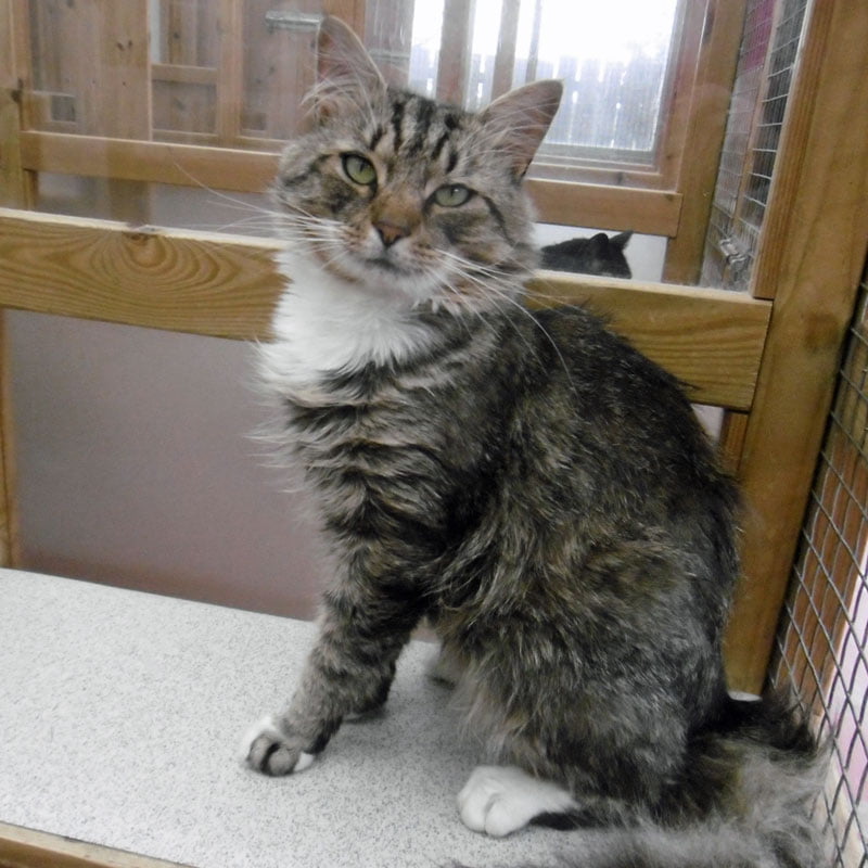 Cats Needing Homes | Lothian Cat Rescue