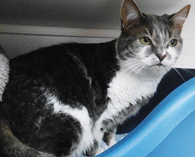 Cats Needing Homes | Lothian Cat Rescue