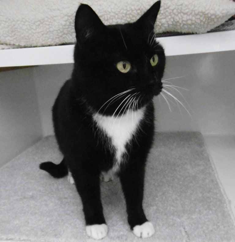 George | Lothian Cat Rescue