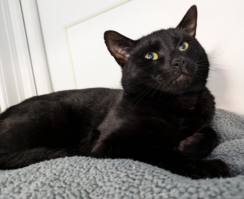 Cats Needing Homes | Lothian Cat Rescue