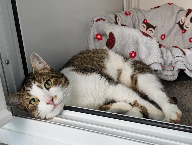 Cats Needing Homes | Lothian Cat Rescue