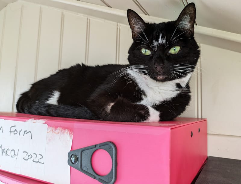 Cats Needing Homes | Lothian Cat Rescue