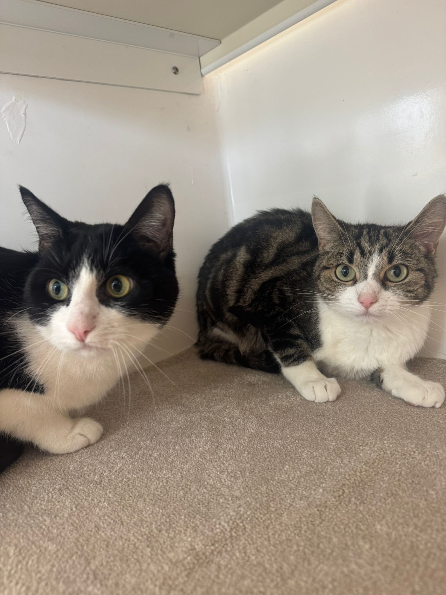 Twinkle (with Star) | Lothian Cat Rescue